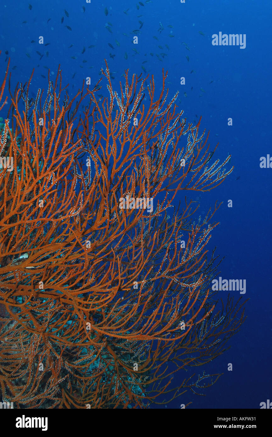 Gorgonian Fan Coral Maldives Stock Photo - Alamy