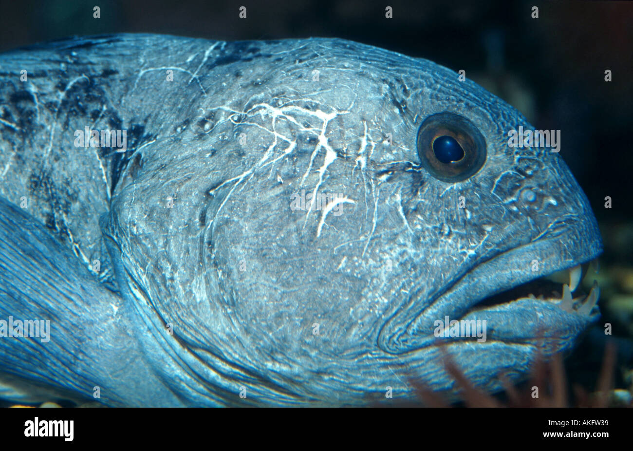 Atlantic wolffish, wolffish, cat fish, catfish (Anarhichas lupus Stock ...