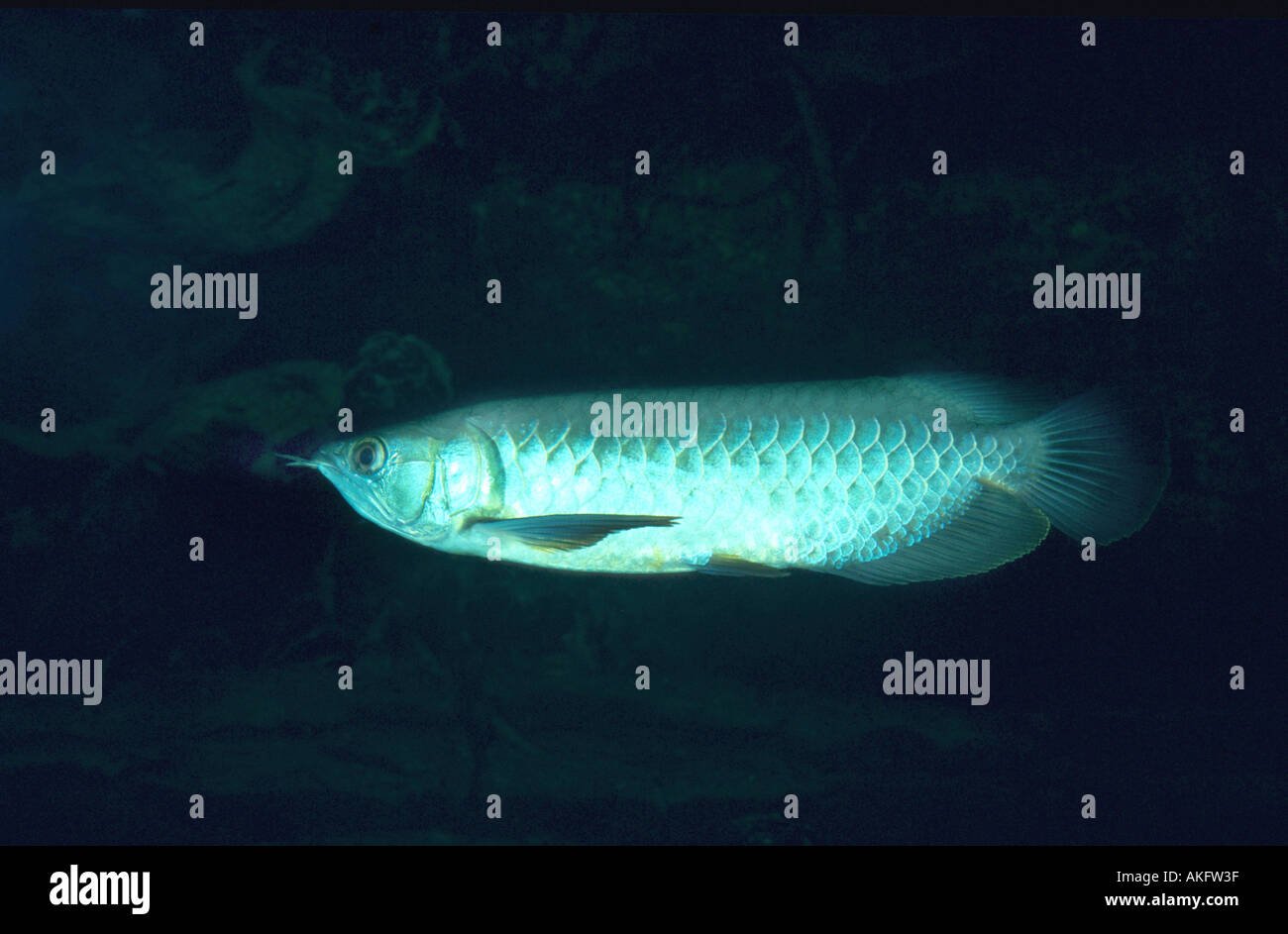 Asian bonytongue arowana hi-res stock photography and images - Alamy