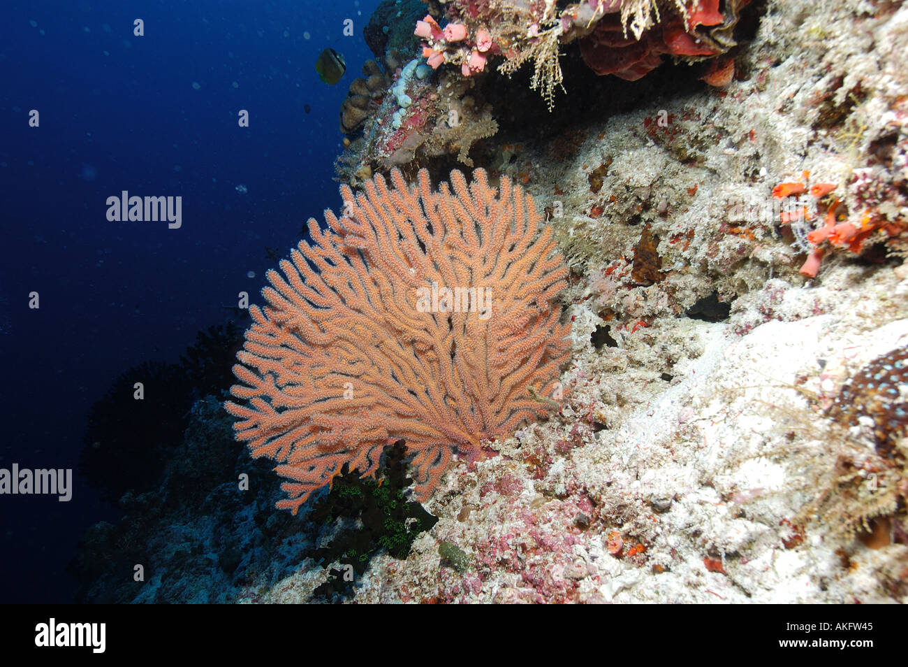 Fan coral hi-res stock photography and images - Alamy