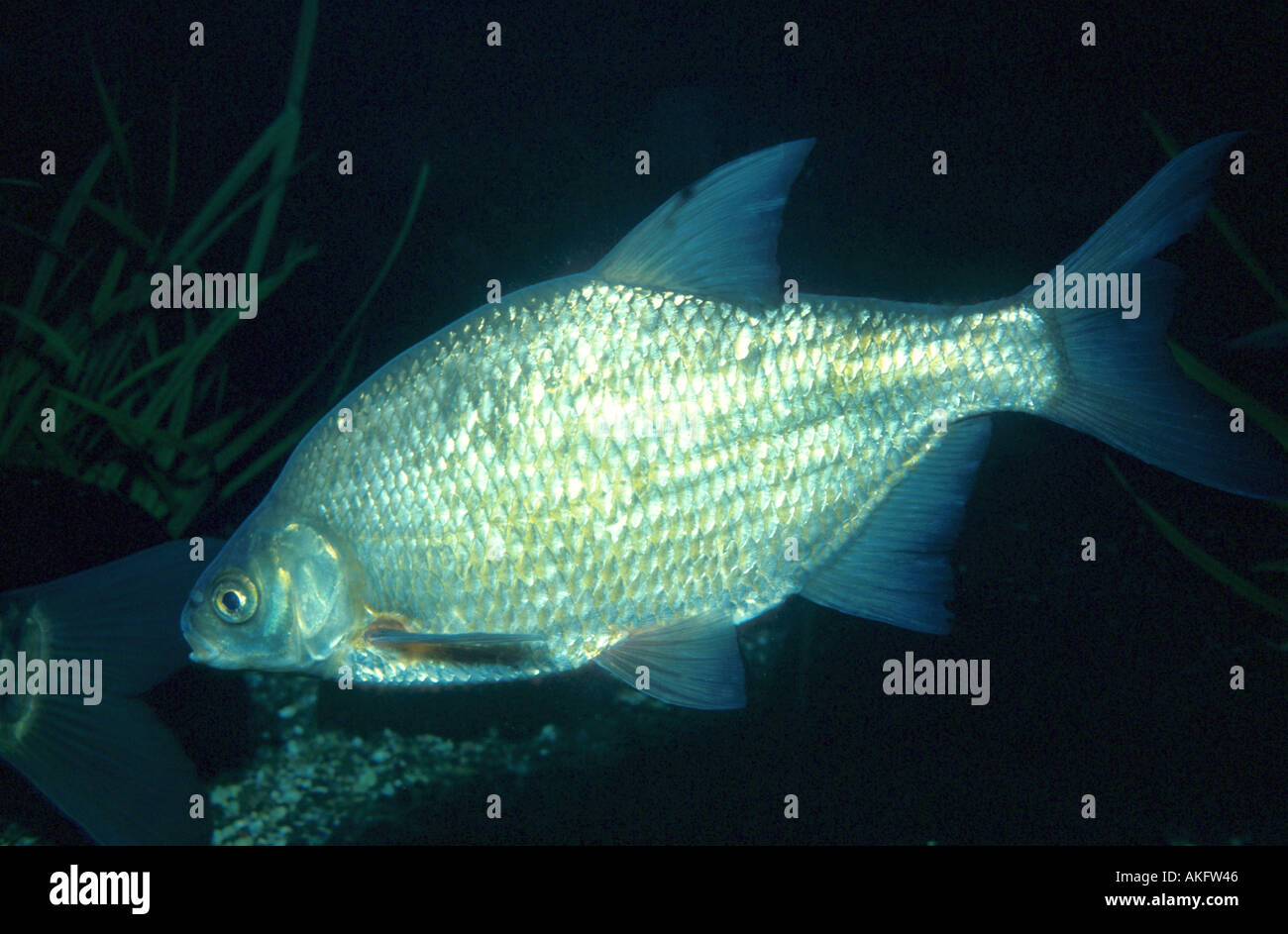 silver bream, white bream (Blicca bjoerkna, Abramis bjoerkna Stock Photo - Alamy
