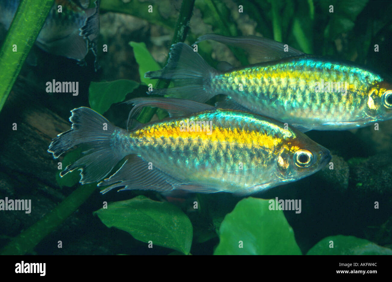 Congo tetra hi-res stock photography and images - Alamy