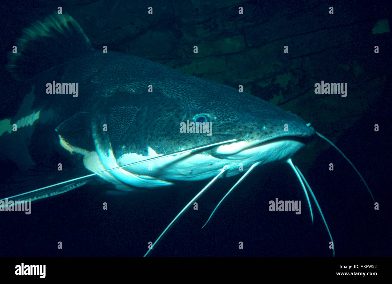 giant redtailed catfish (Phractocephalus hemiliopterus Stock Photo - Alamy