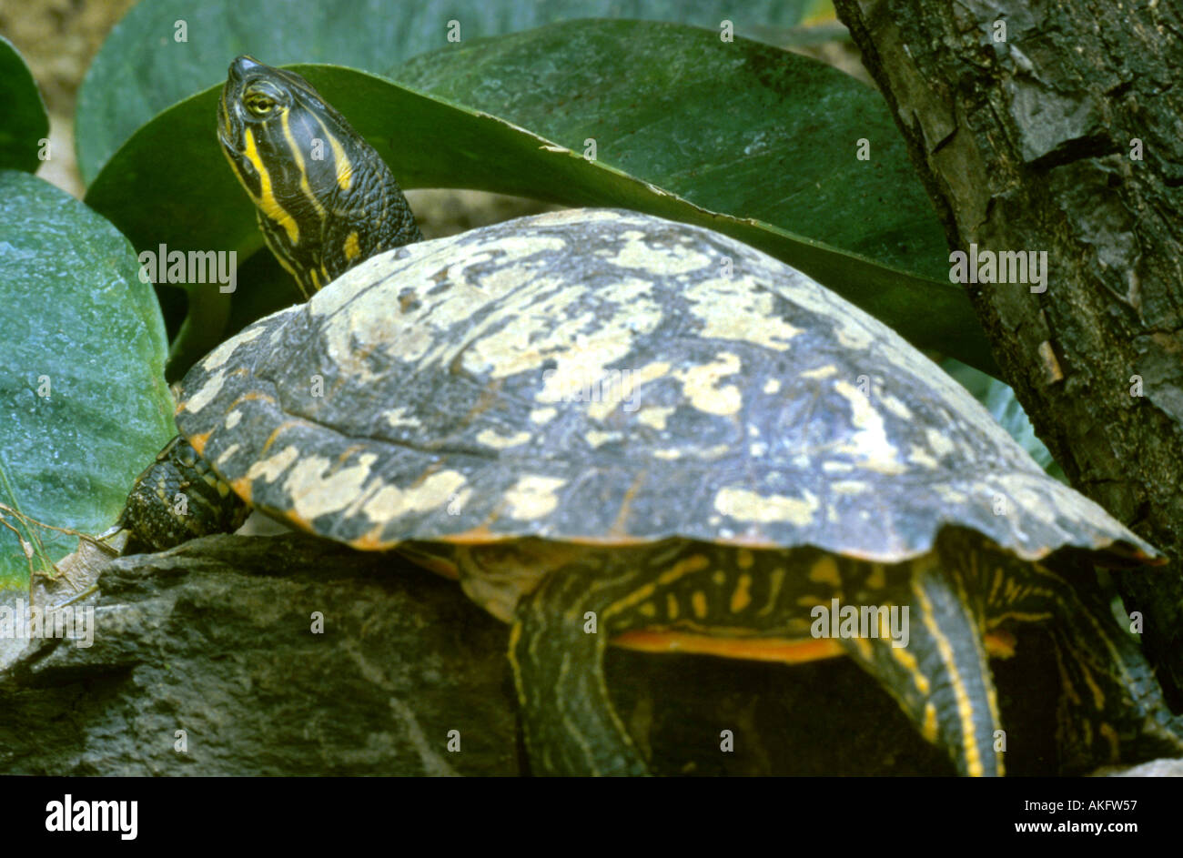 Turtle behind view hi-res stock photography and images - Alamy