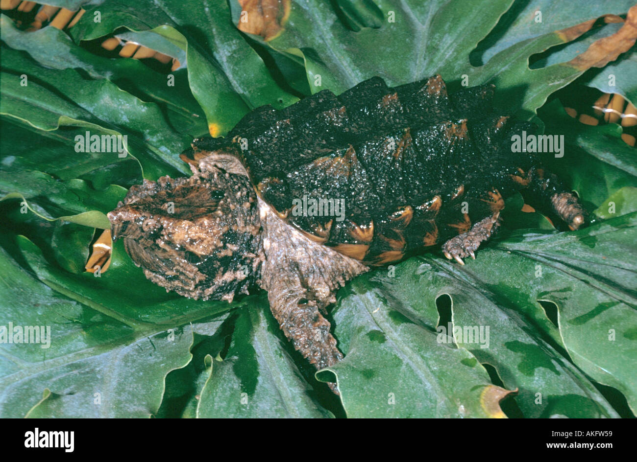 Alligator snapping turtle hi-res stock photography and images - Alamy