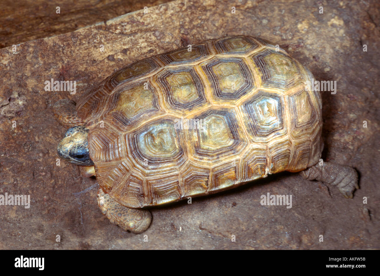 Bell's hingeback tortoise (Kinixys belliana Stock Photo - Alamy
