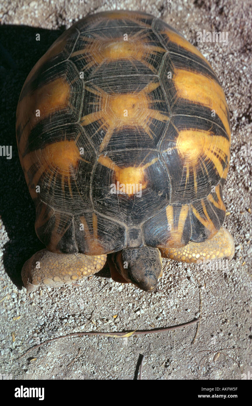 radiated tortoise (Asterochelys radiata, Geochelone radiata, Testudo ...