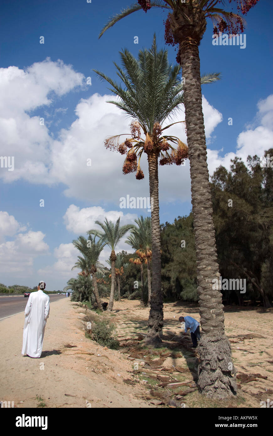 Date Trees Stock Photo - Alamy
