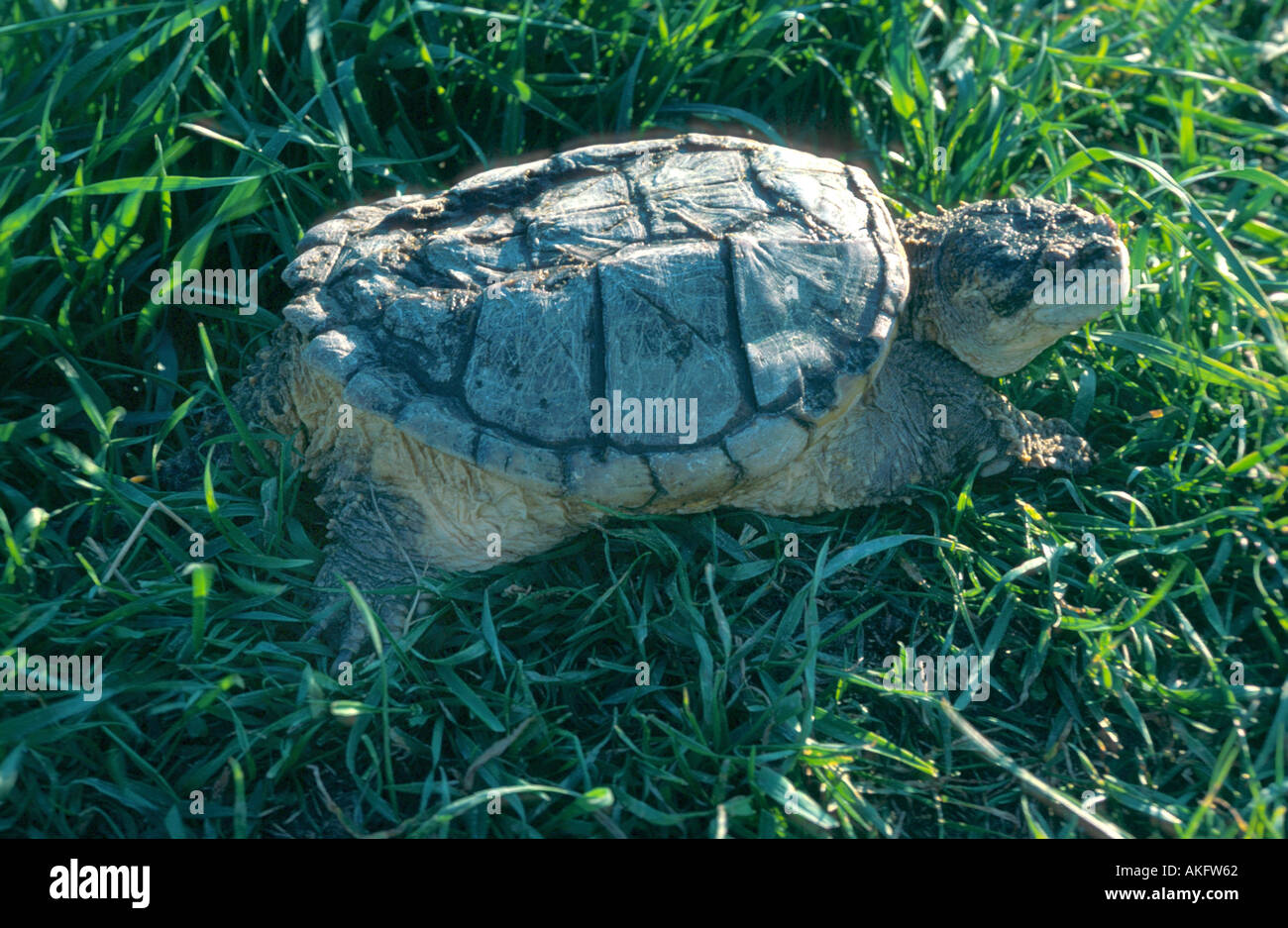 American snapping turtle hi-res stock photography and images - Alamy