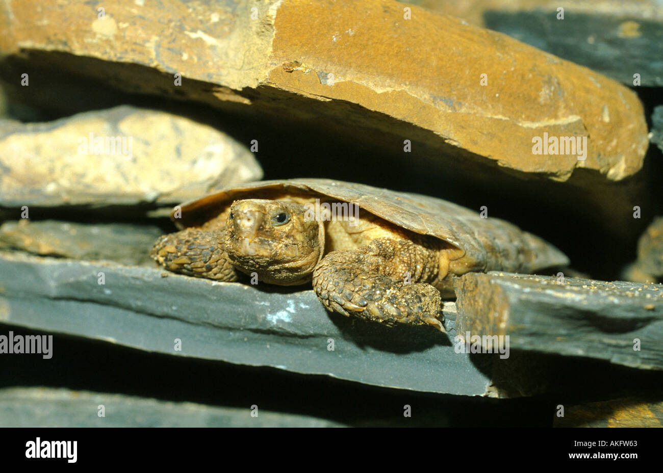 African pancake tortoise hi-res stock photography and images - Alamy
