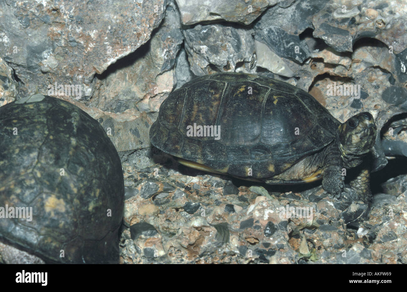 Eastern box turtle, common box turtle (Terrapene carolina Stock Photo ...