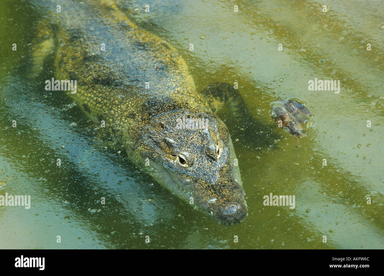 Morelet's crocodile (Crocodylus moreletii Stock Photo - Alamy