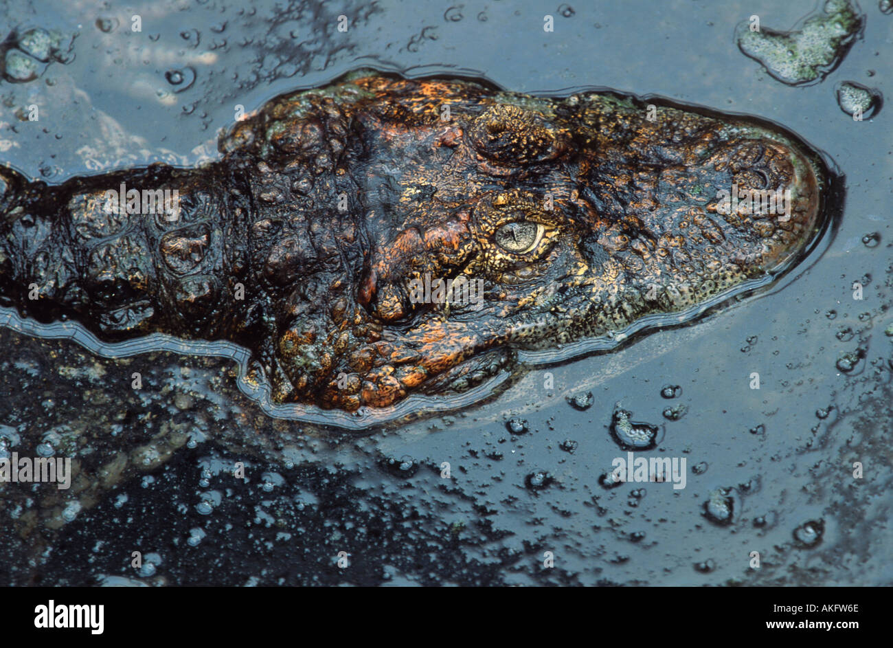 Fossil caiman hi-res stock photography and images - Alamy