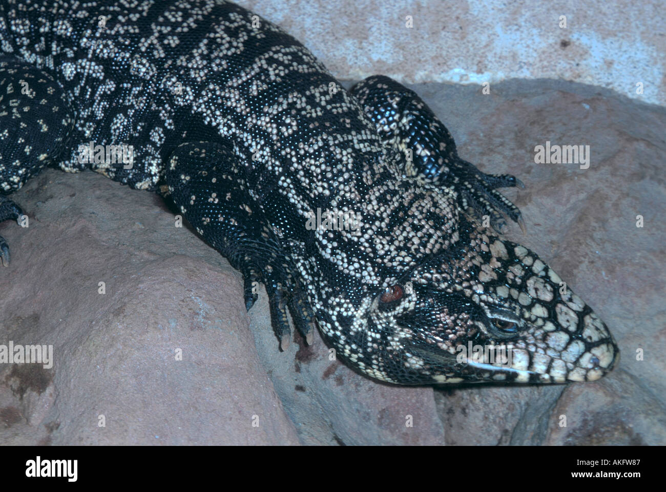 Tupinambis nigropunctatus hi-res stock photography and images - Alamy