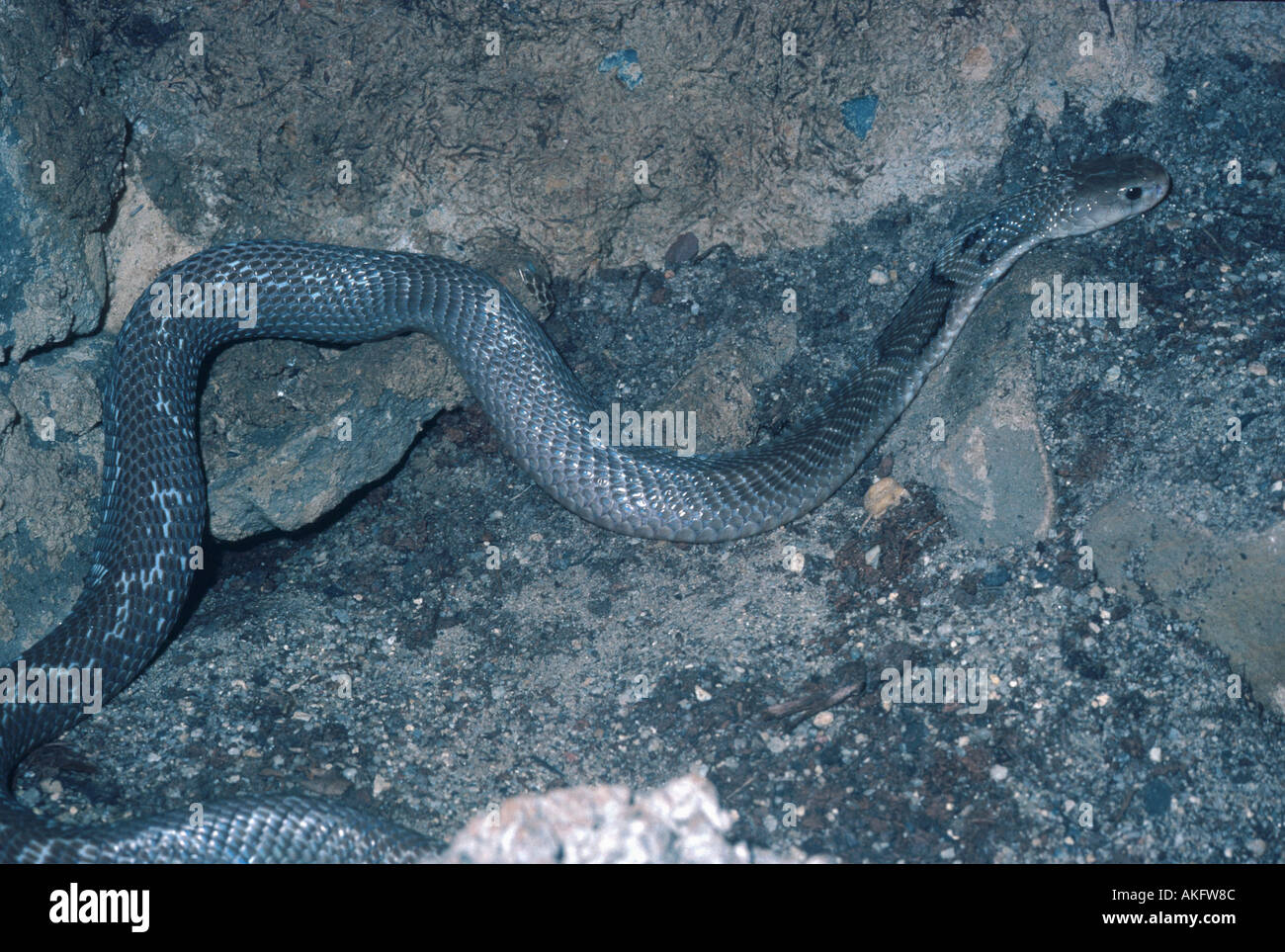 Naja atra hi-res stock photography and images - Alamy