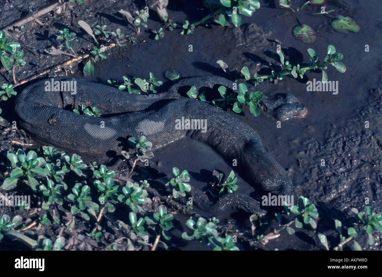Elephant trunk snake hi-res stock photography and images - Alamy