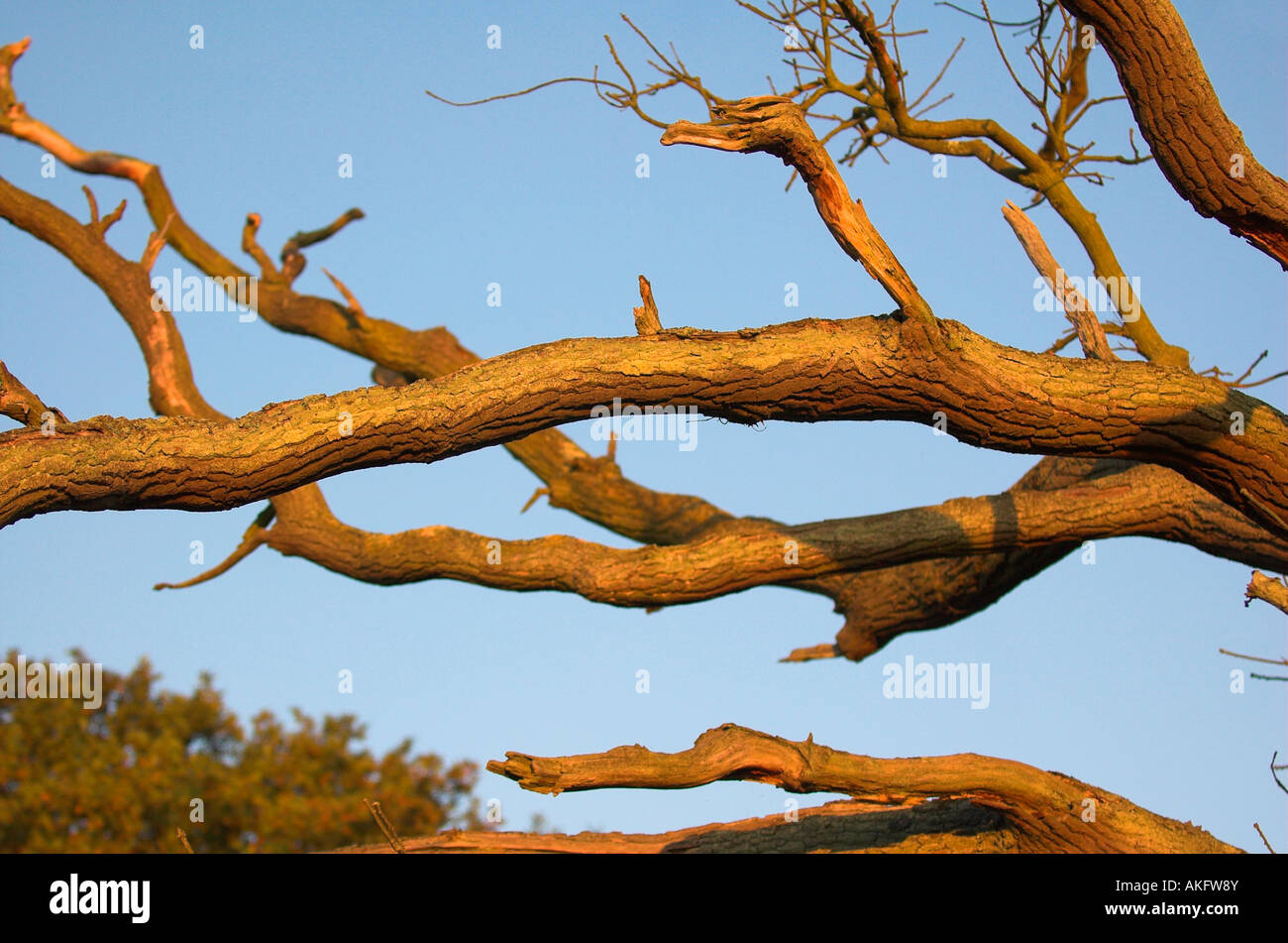 Dead branches hi-res stock photography and images - Alamy