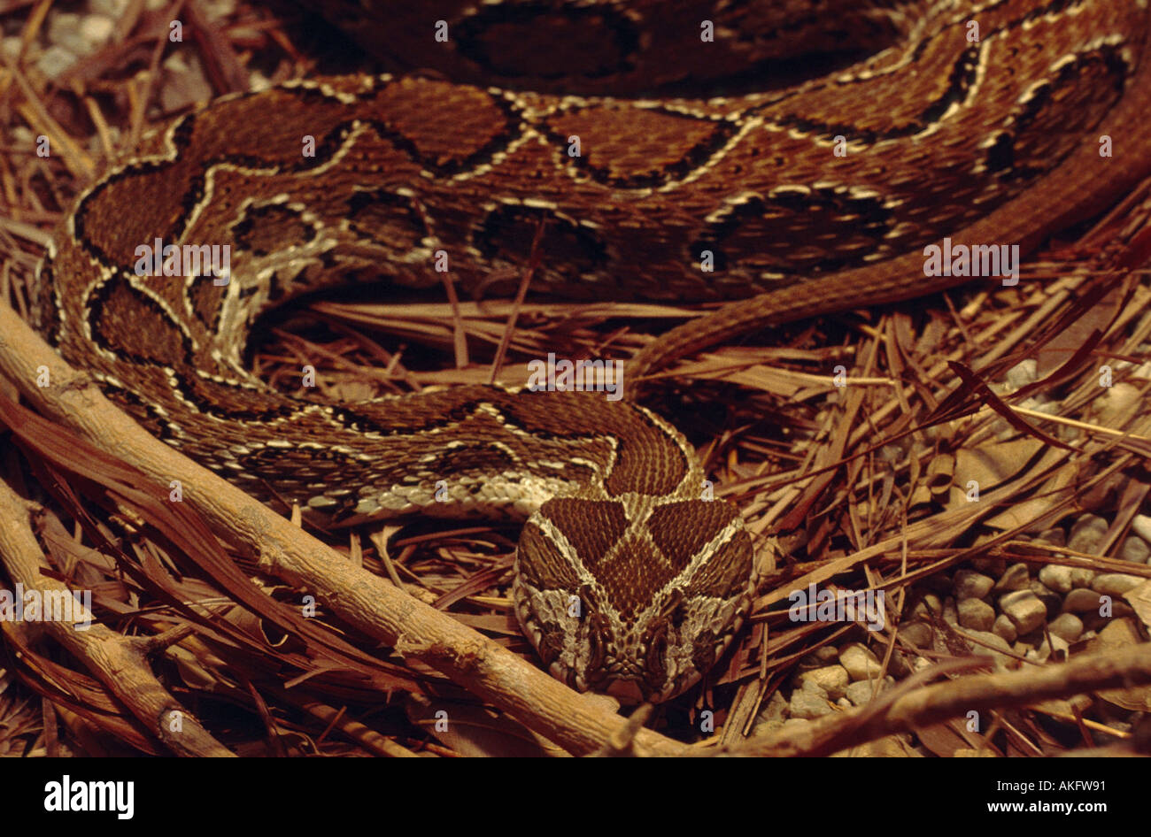 Russell's viper (Vipera russelli, Daboia russelli Stock Photo - Alamy