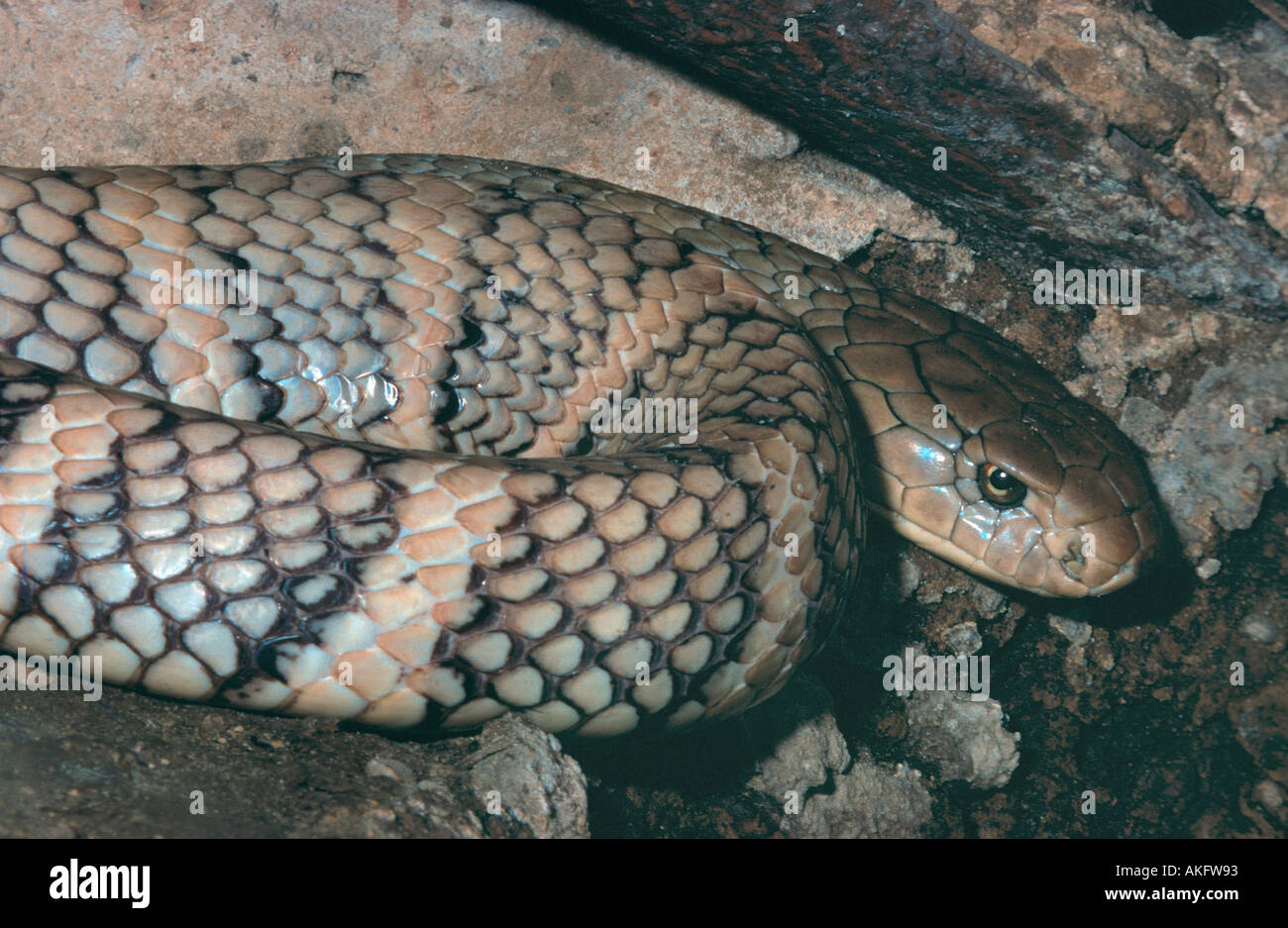 king cobra, hamadryad (Ophiophagus hannah Stock Photo - Alamy