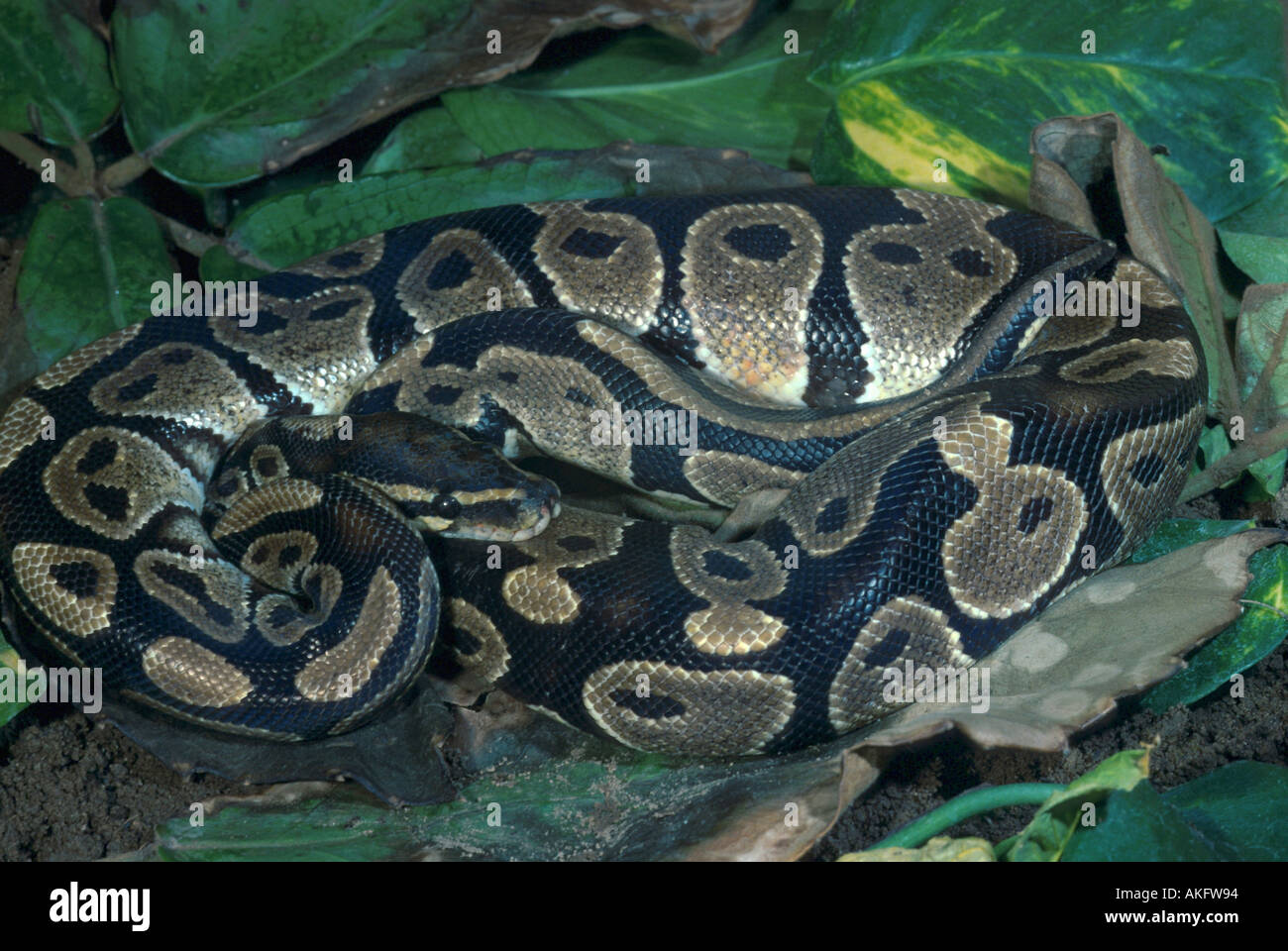 Royal resemblance hi-res stock photography and images - Alamy