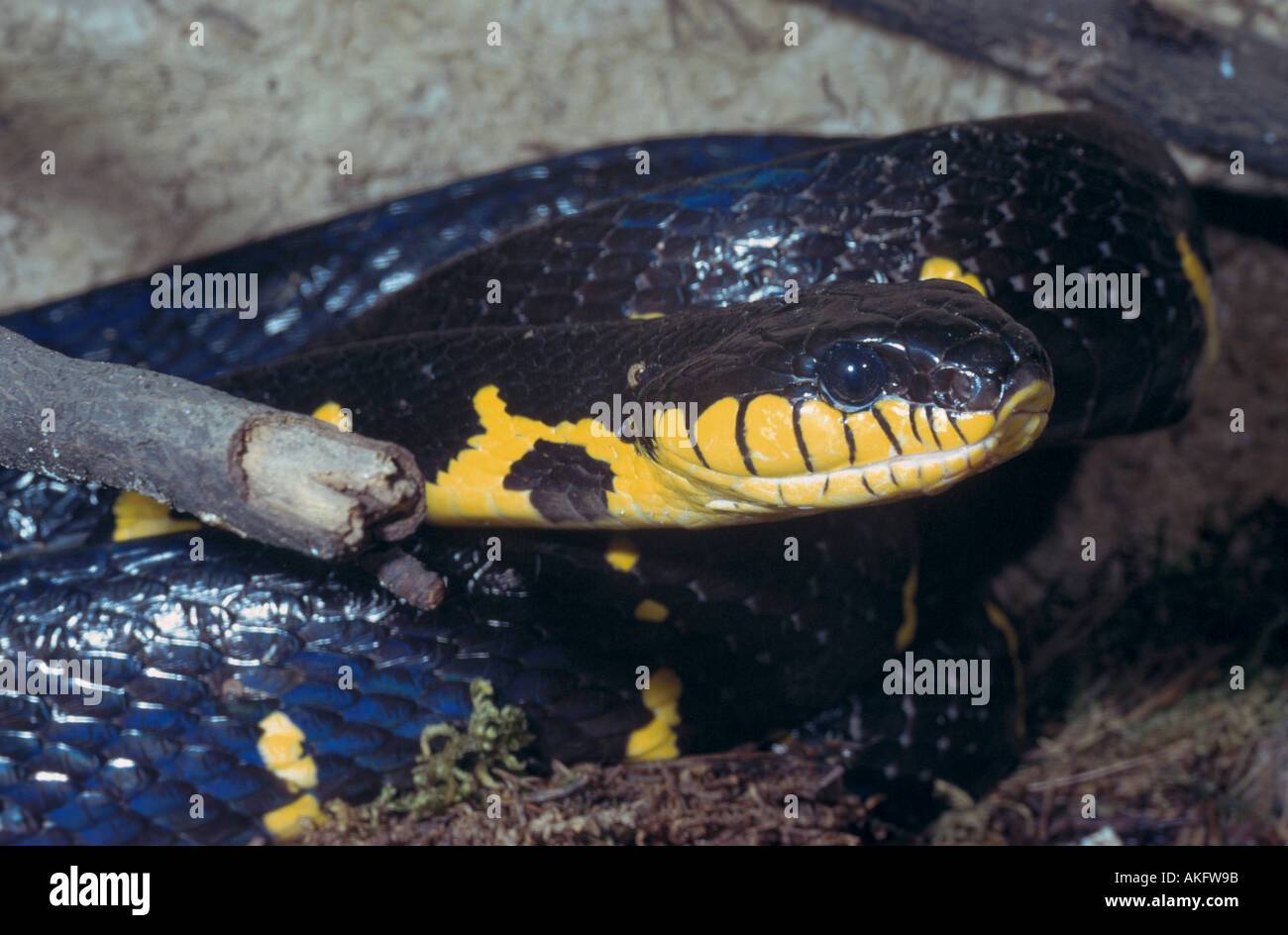 mangrove snake (Boiga dendrophila), portrait Stock Photo - Alamy