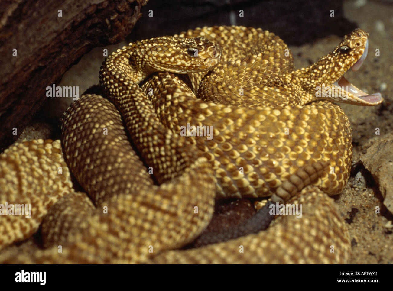 rattlesnake (Crotalus vegrandis), with opened mouth, threatening ...