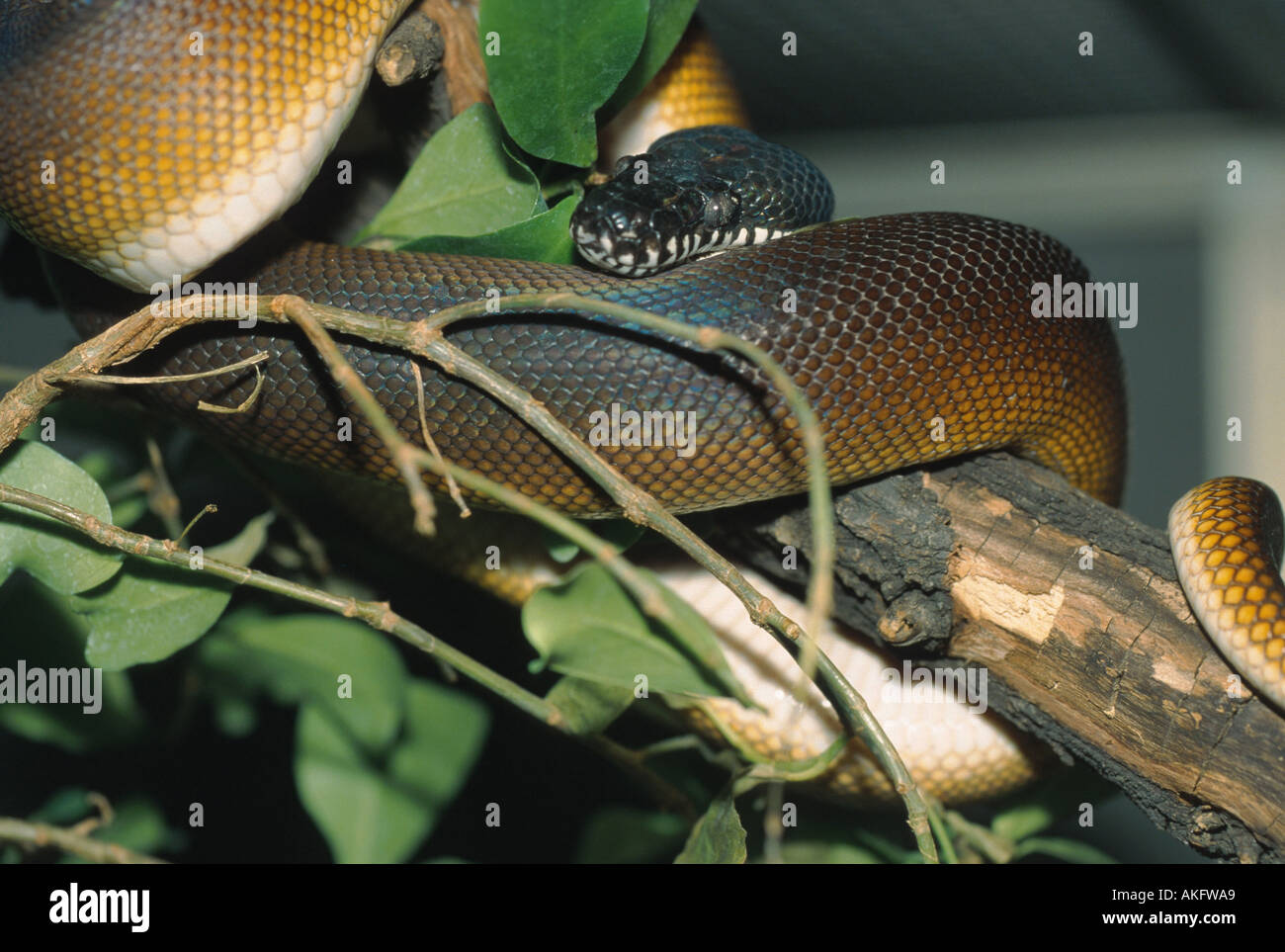 Liasis hi-res stock photography and images - Alamy