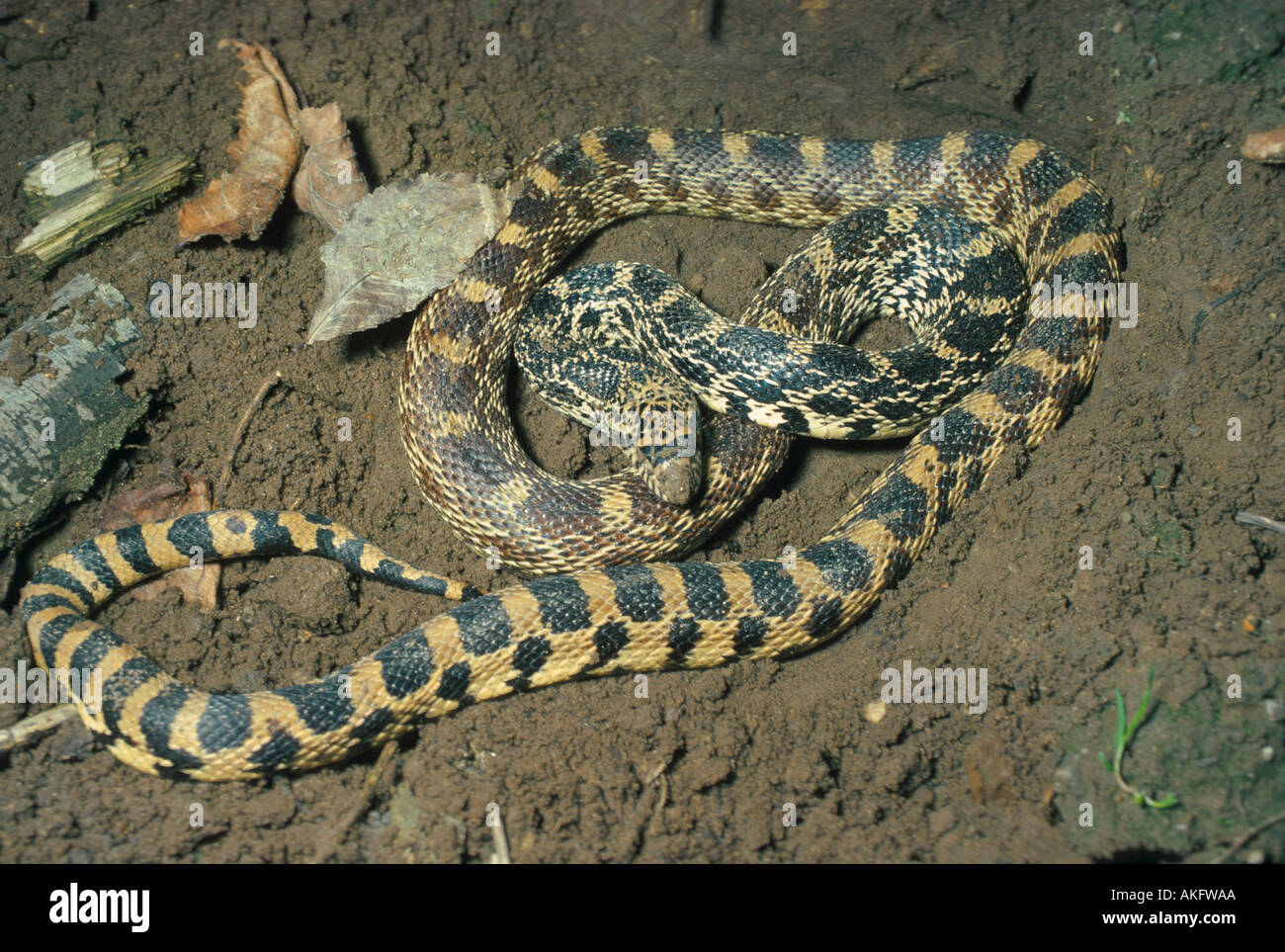pine snake (Pituophis melanoleucus Stock Photo - Alamy