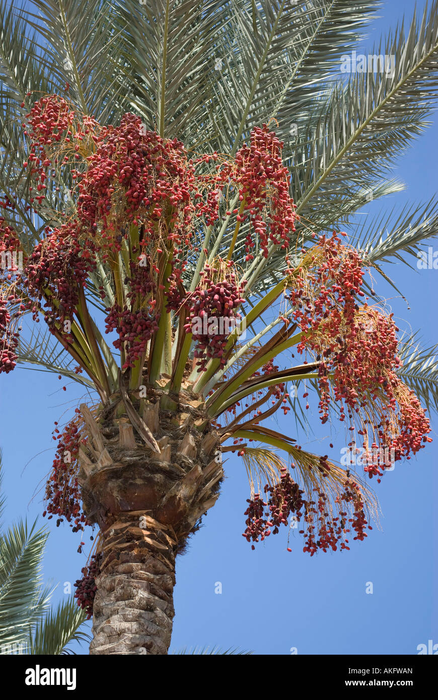 Date Tree Stock Photo - Alamy