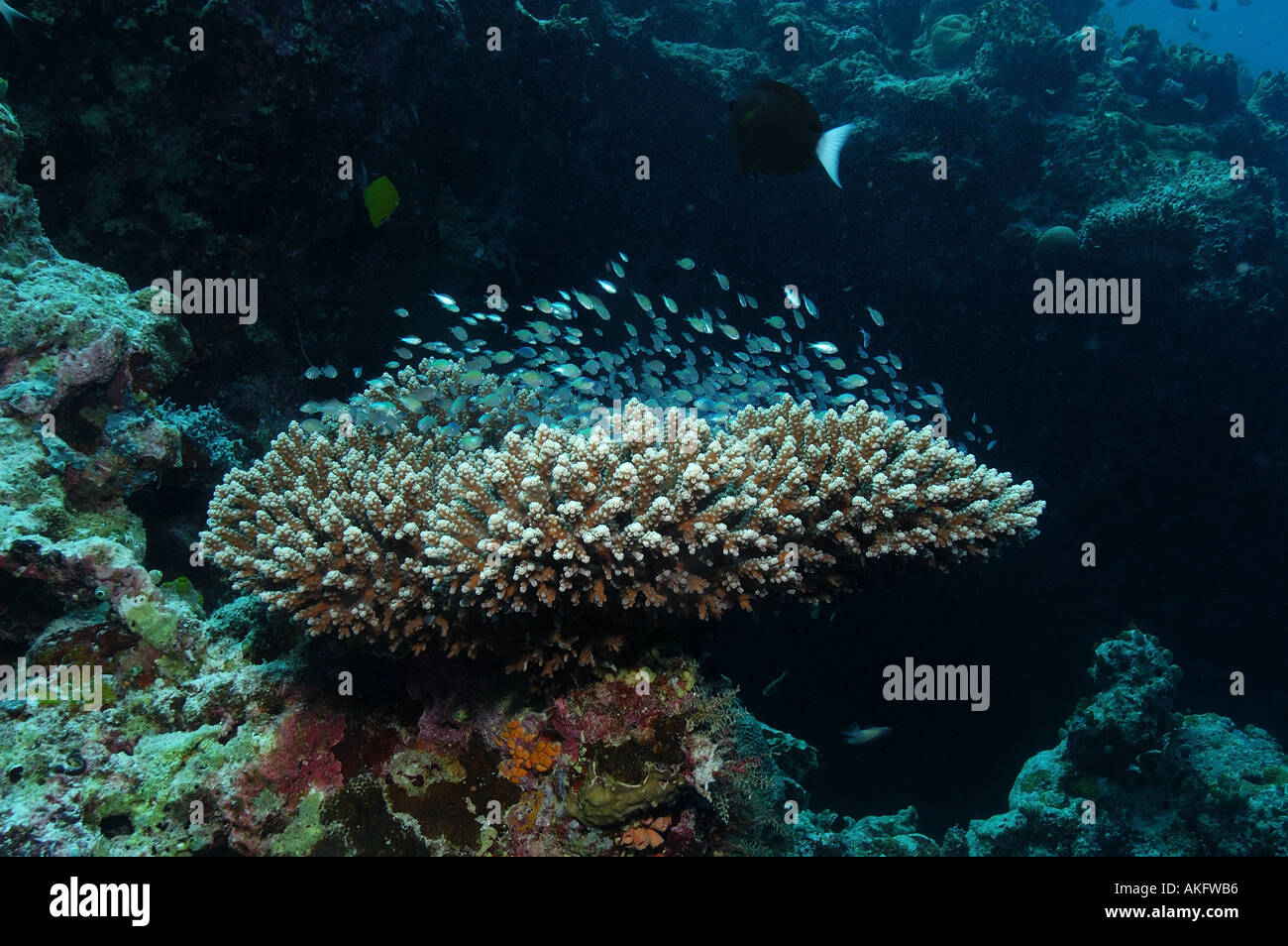 Fish around table coral outcrop Stock Photo - Alamy