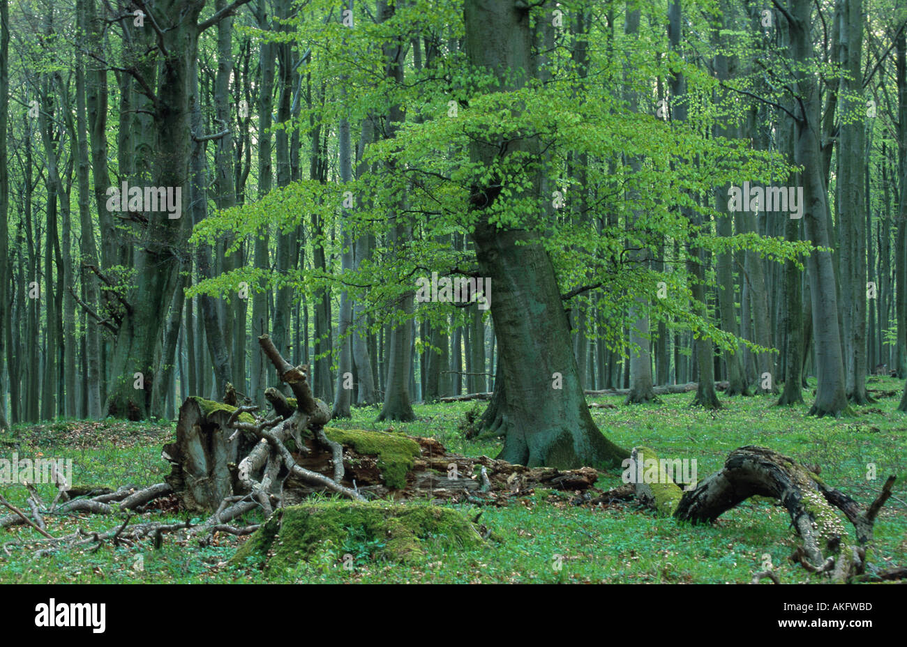 common beech (Fagus sylvatica), with new foliage, Germany, National ...