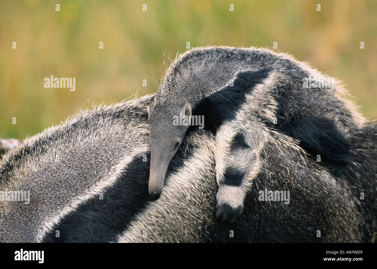 giant anteater (Myrmecophaga tridactyla), female carrying young on back ...
