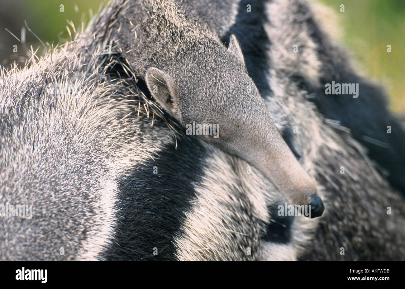 giant anteater (Myrmecophaga tridactyla), female carrying young on back ...