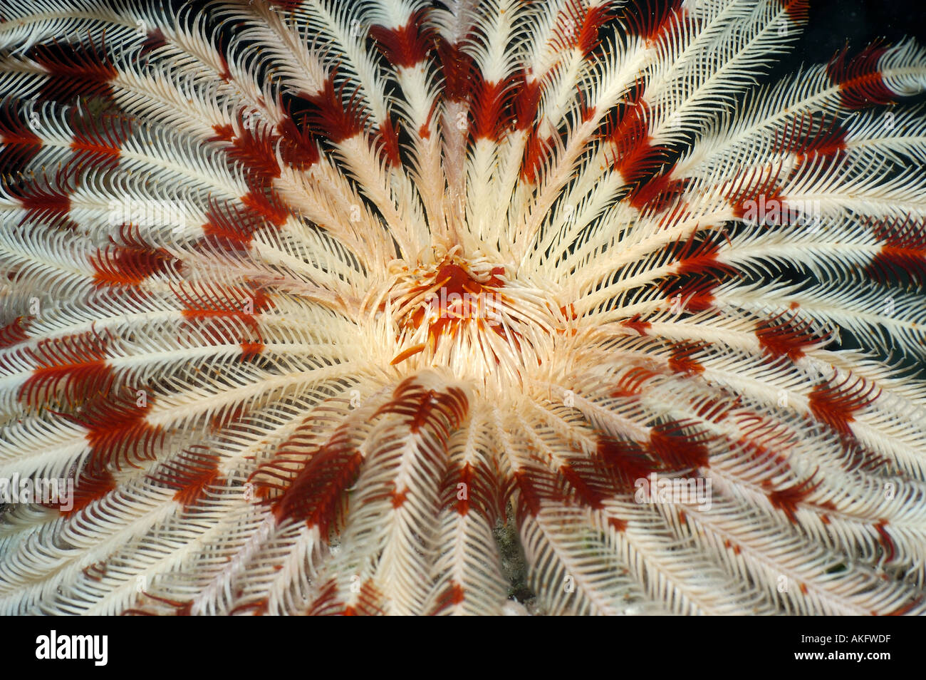 Feather Star open at night Maldives Stock Photo - Alamy