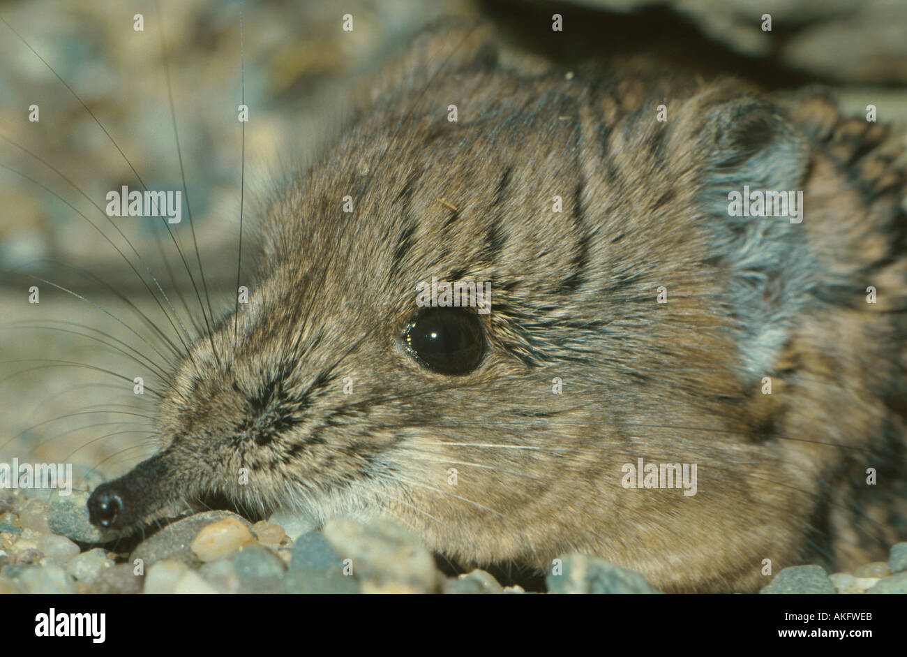 Elephant shrew short eared hi-res stock photography and images - Alamy