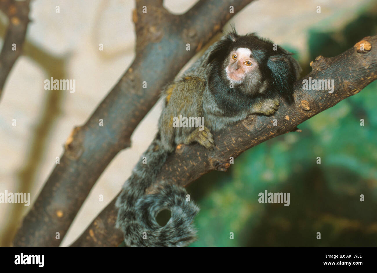 Callithrix penicillata hi-res stock photography and images - Alamy