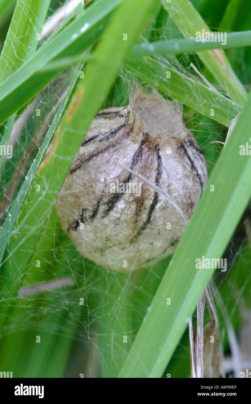 Spider cocoon hi-res stock photography and images - Alamy