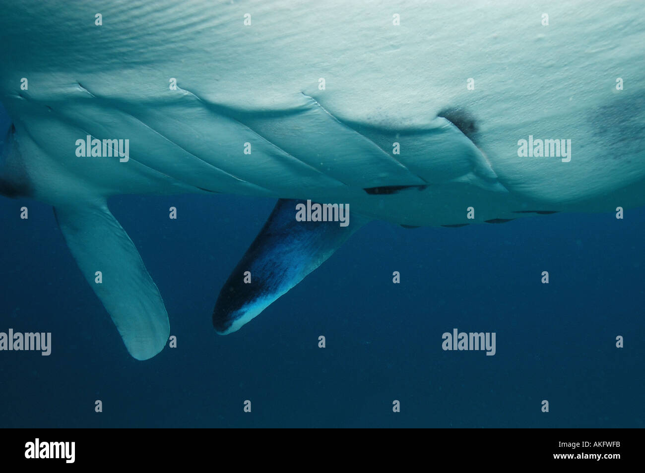 The slits hi-res stock photography and images - Alamy