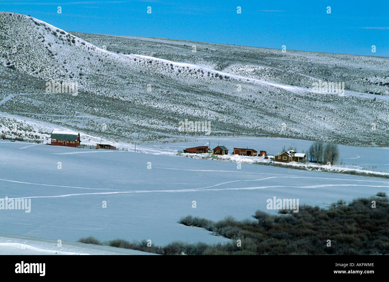 Silverthorn hi-res stock photography and images - Alamy