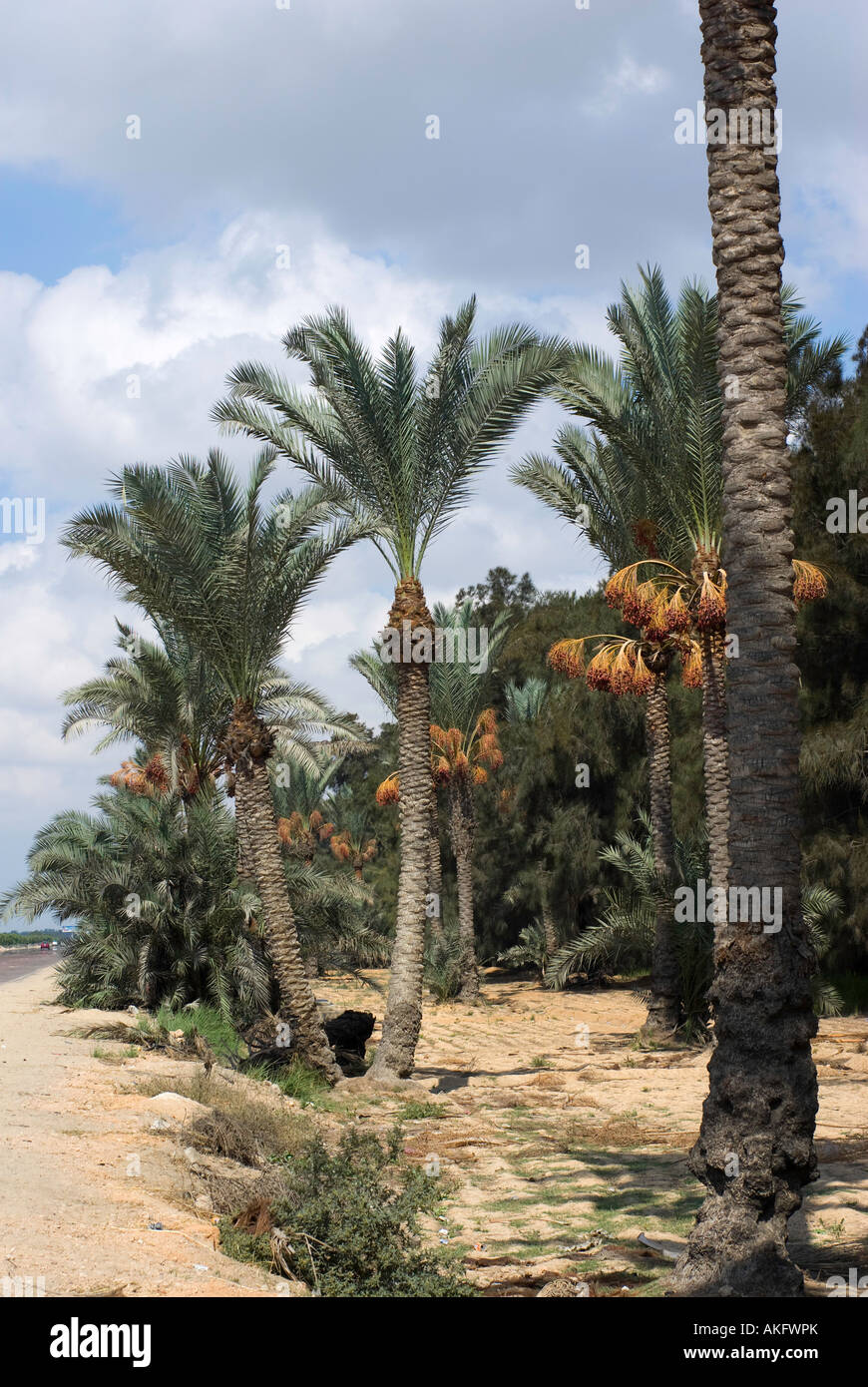 Date Tree Stock Photo - Alamy