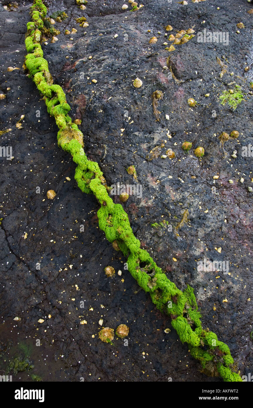 Chain covered with Enteromorpha sp, the Faroe Islands Stock Photo - Alamy
