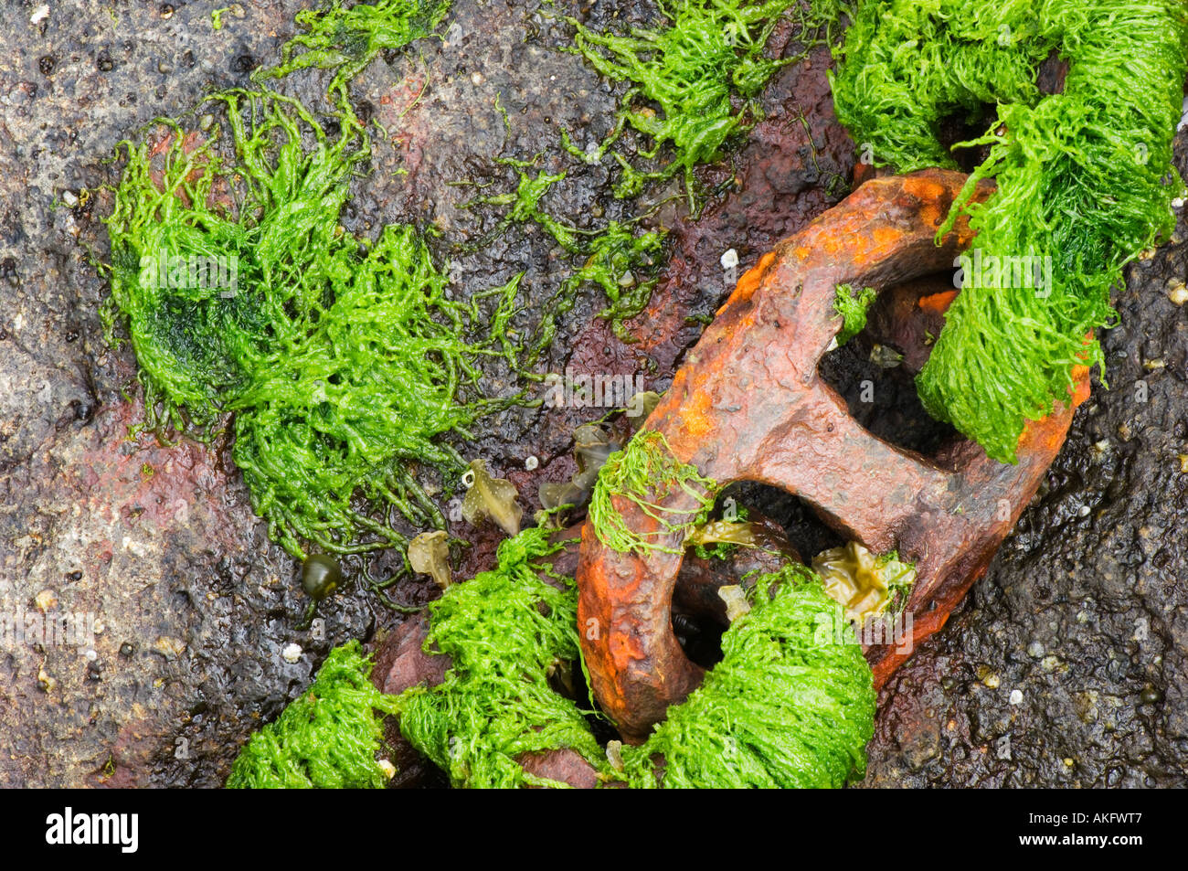 Chain covered with Enteromorpha sp, the Faroe Islands Stock Photo - Alamy