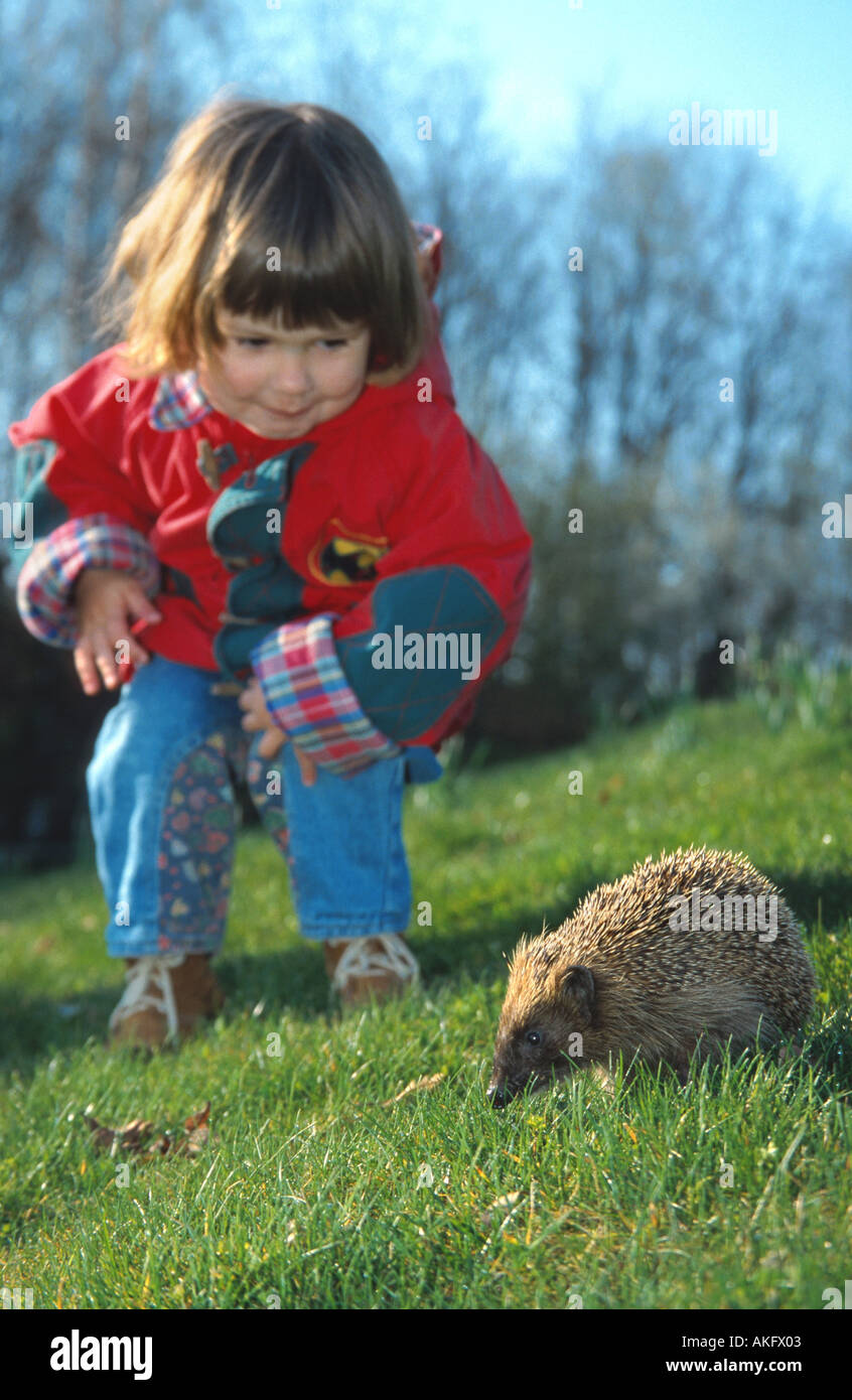 Hedgehock hi-res stock photography and images - Alamy