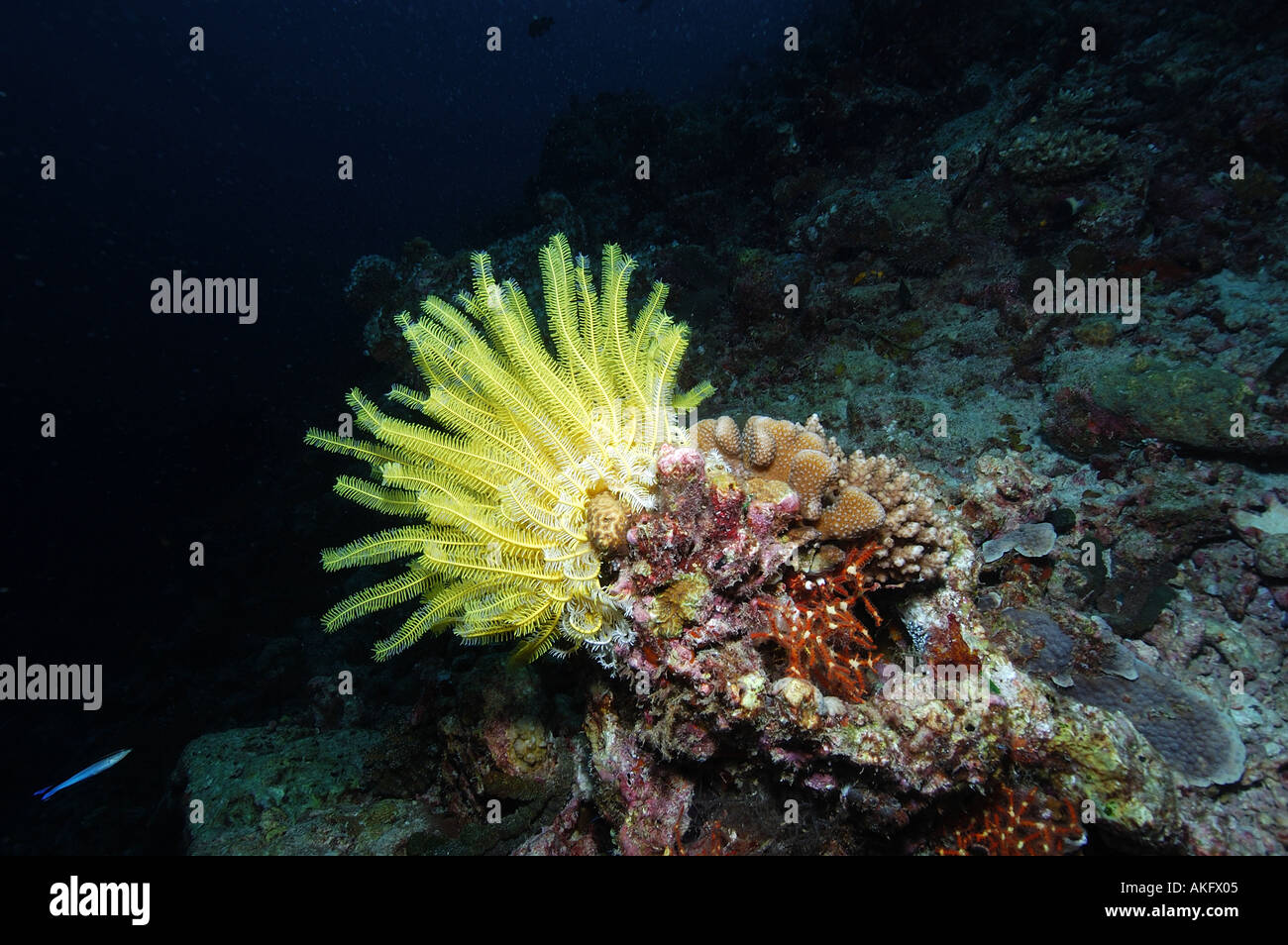 Yellow Feather Star Maldives Stock Photo - Alamy