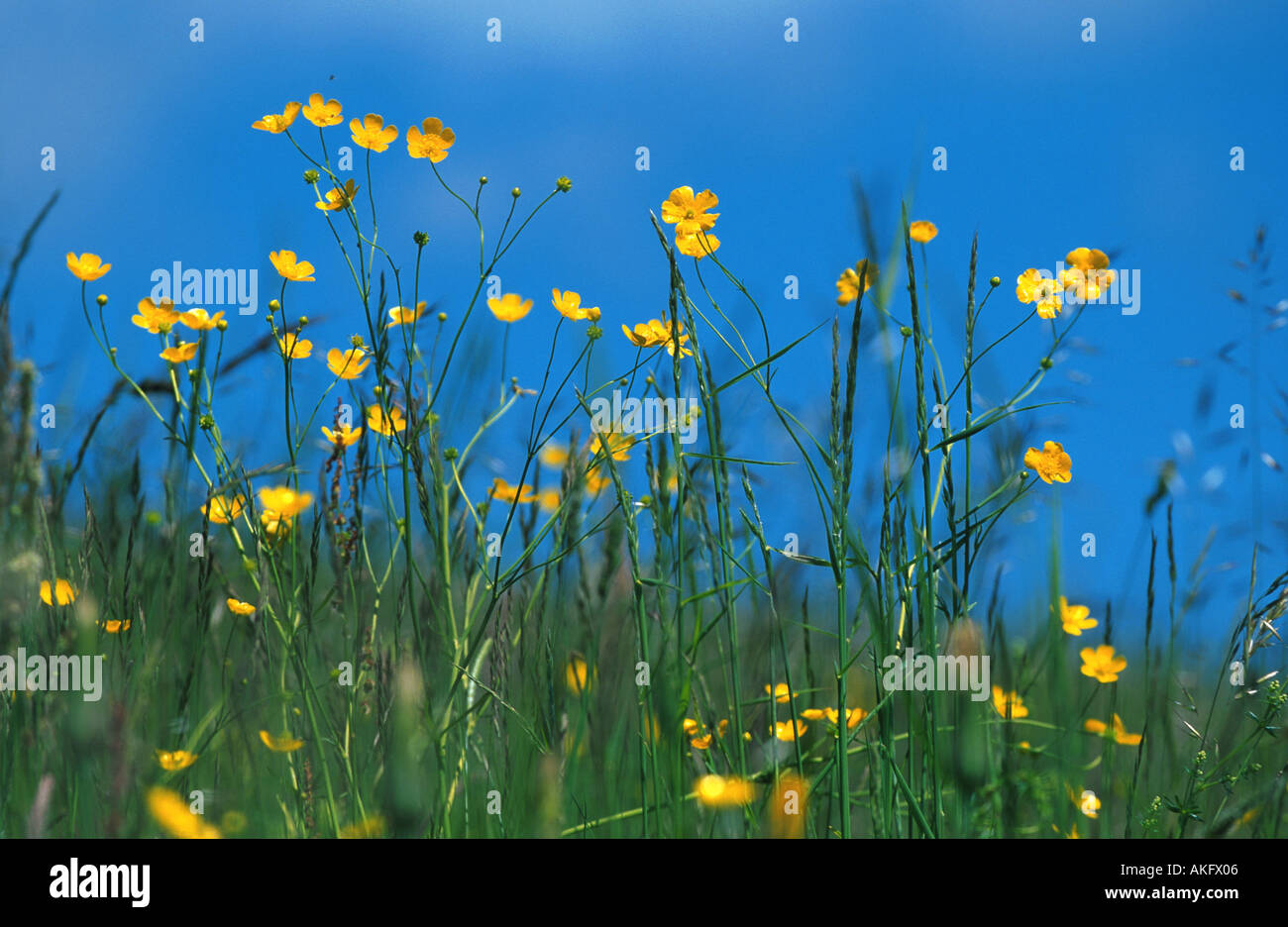 tall buttercup, upright meadow crowfoot (Ranunculus acris), flowering ...