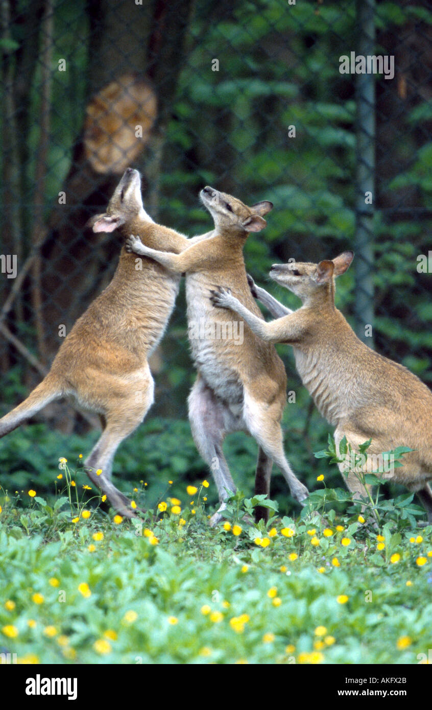 Three fighting individuals hi-res stock photography and images - Alamy