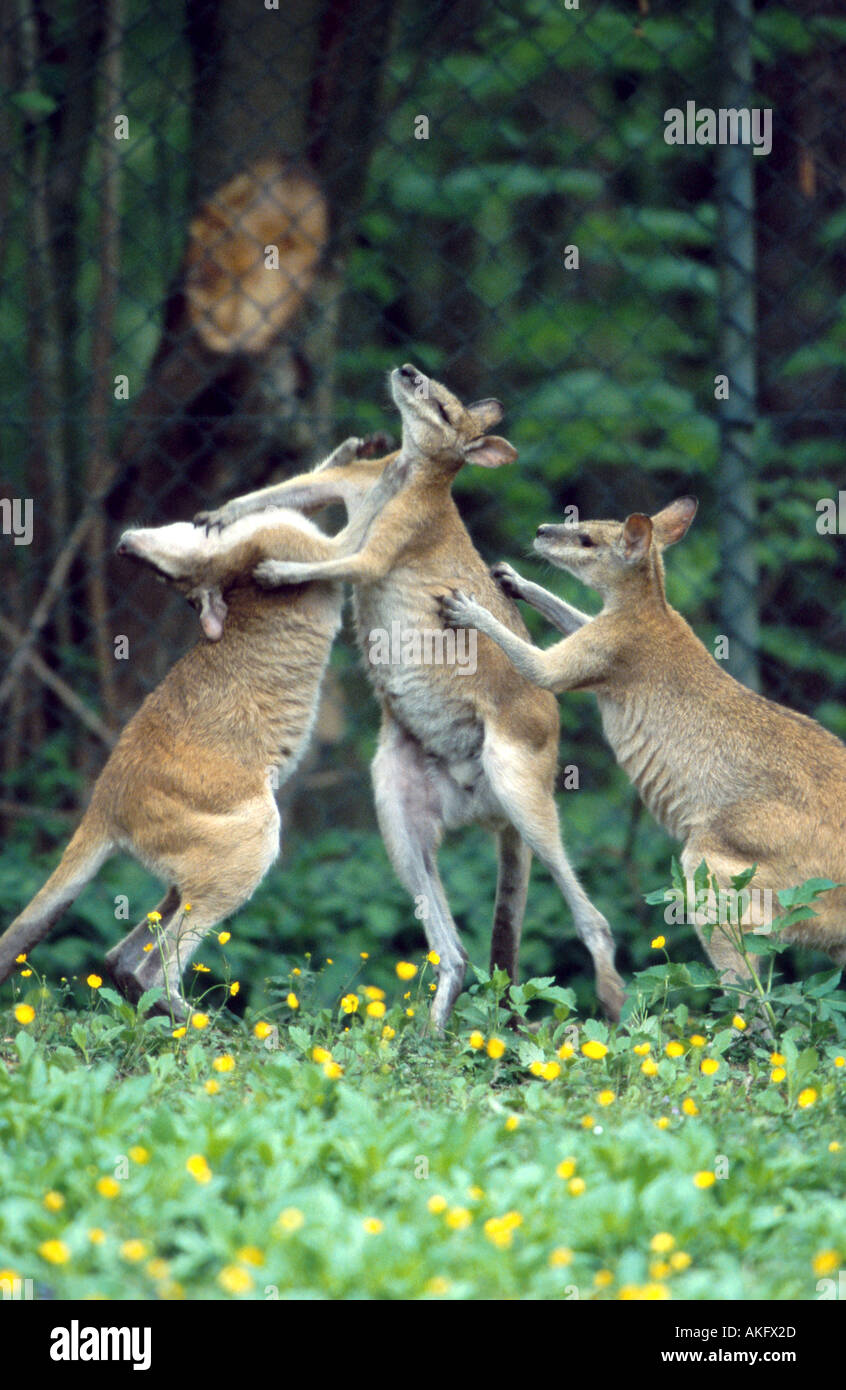 Three fighting individuals hi-res stock photography and images - Alamy