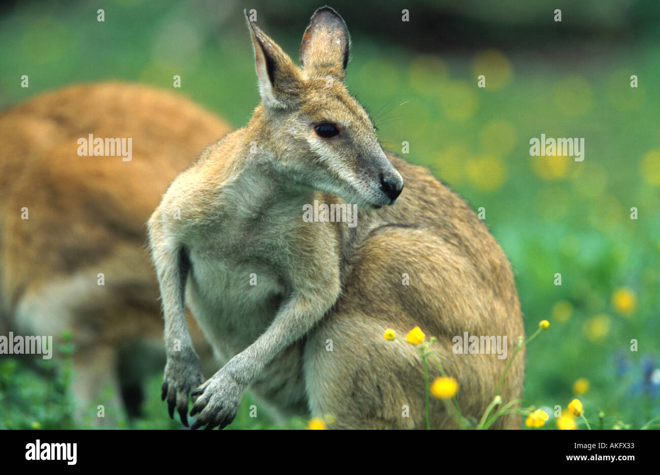 agile wallaby or sandy wallaby (Macropus agilis), standing on a flower ...