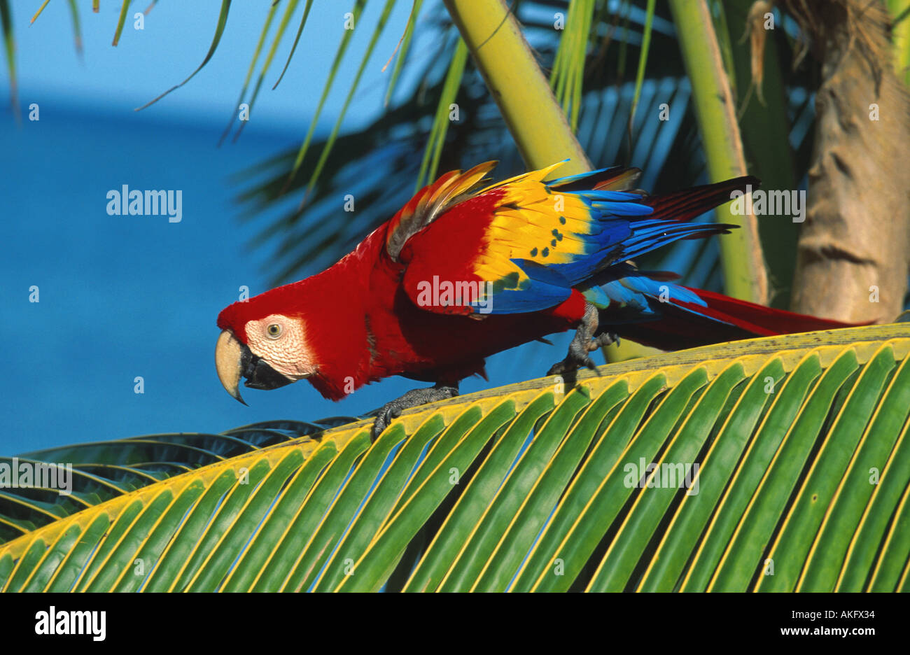 Macaw palm trees hi-res stock photography and images - Alamy