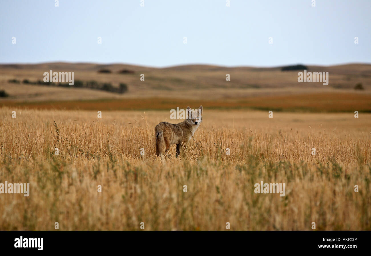 Young coyote hi-res stock photography and images - Alamy
